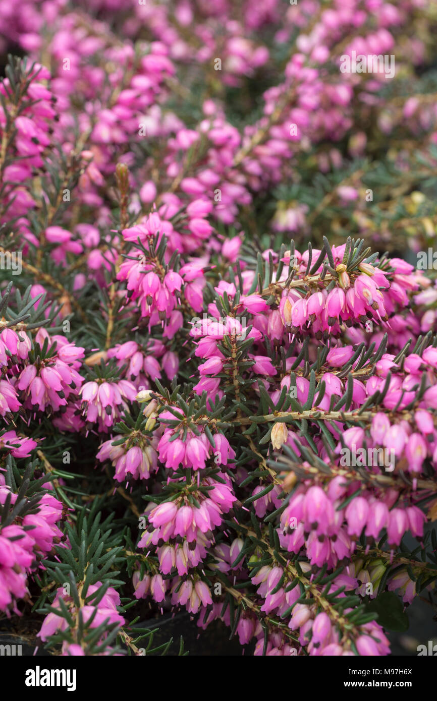 Erica x darleyensis 'Kramer's Rote' Stock Photo - Alamy