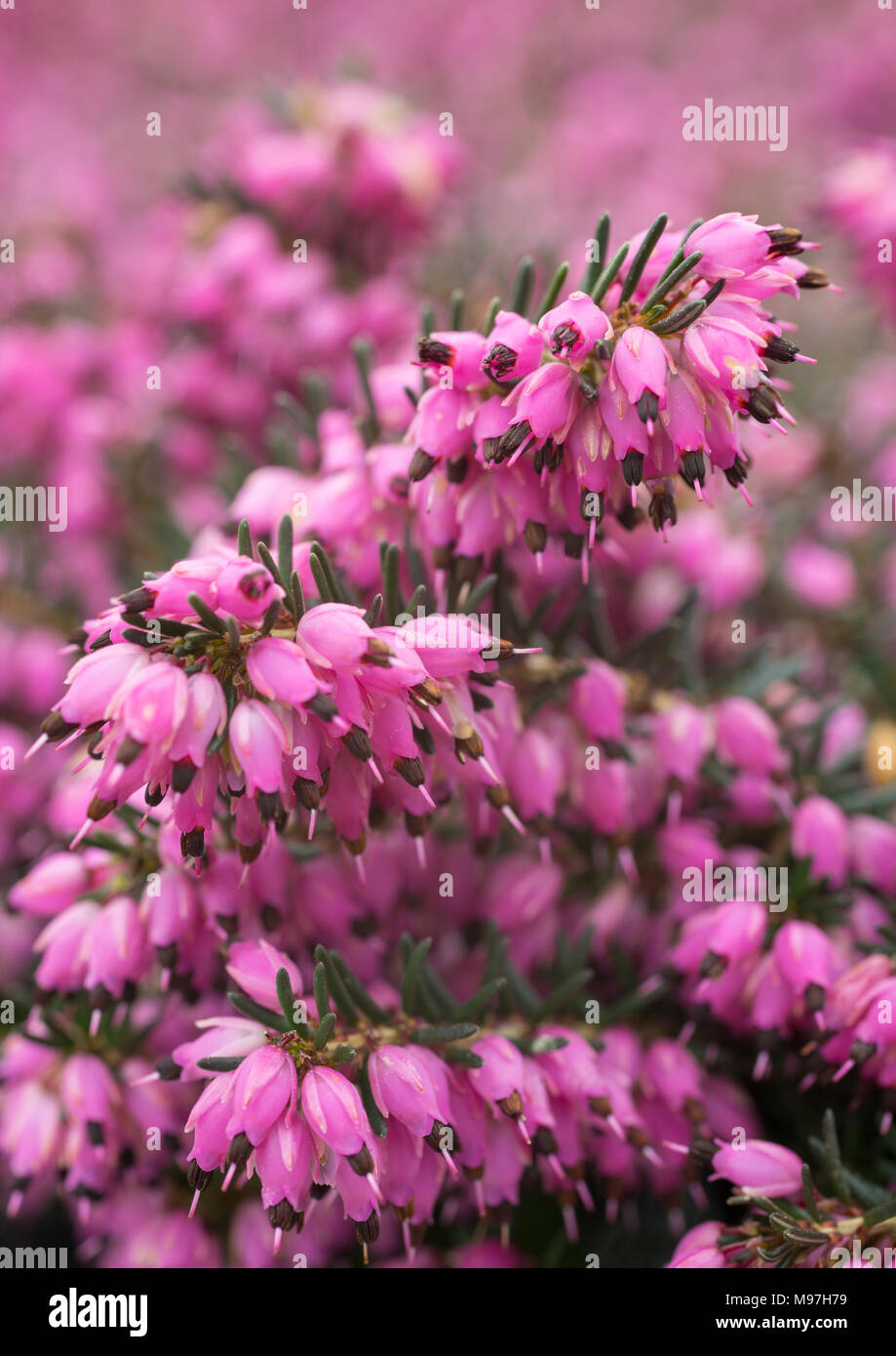 Erica x darleyensis 'Kramer's Rote' Stock Photo - Alamy