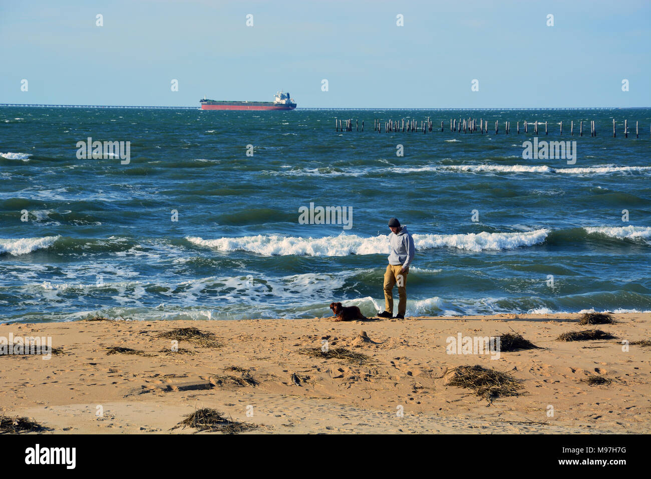 A man and his dog on the beach with a container ship moored offshore in ...