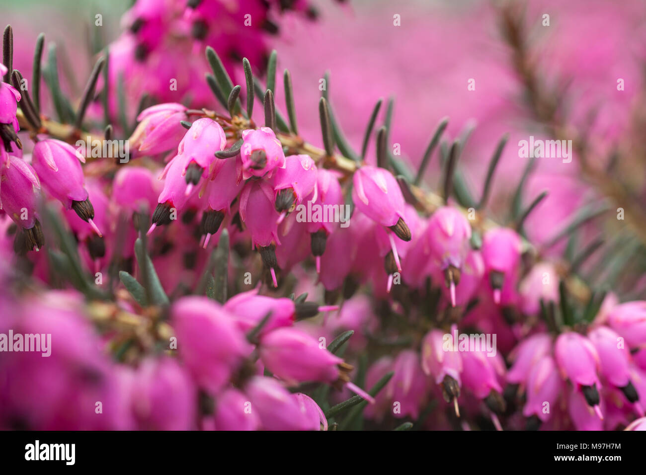 Erica kramer's rote hi-res stock photography and images - Alamy