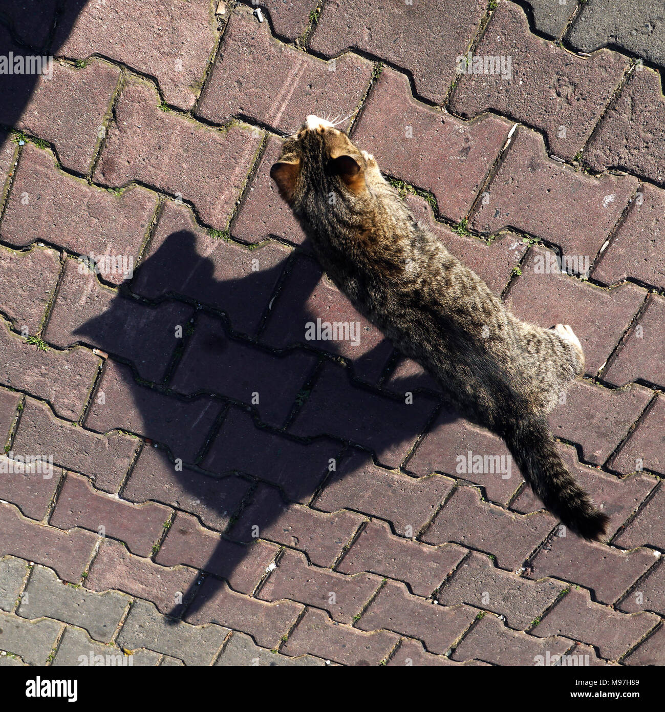 Cat road shadow hi-res stock photography and images - Alamy