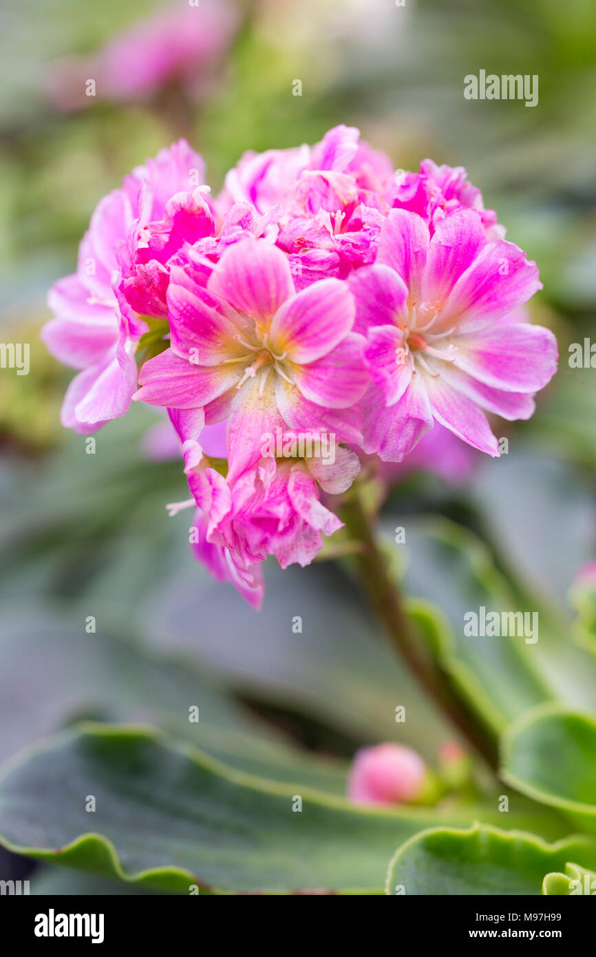 Lewisia cotyledon 'Elise Gem' Stock Photo - Alamy