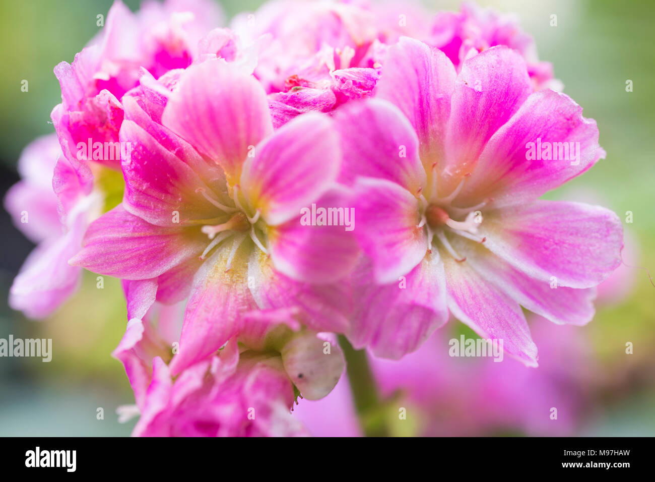 Lewisia cotyledon 'Elise Gem' Stock Photo - Alamy