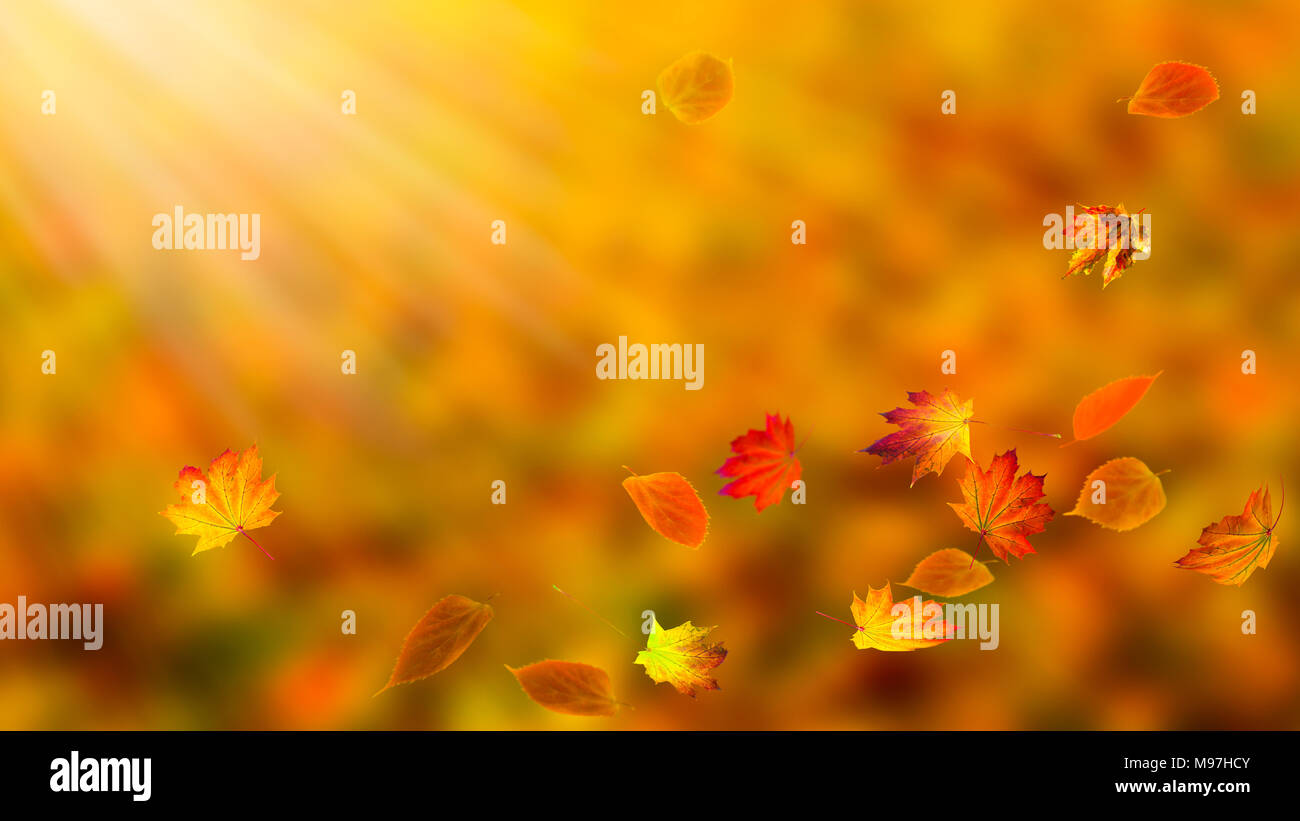 Beautiful sunshine on fall foliage hi-res stock photography and images ...