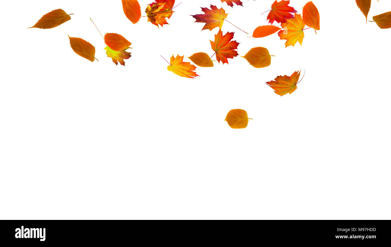 colorful fall leaf on white background Stock Photo - Alamy