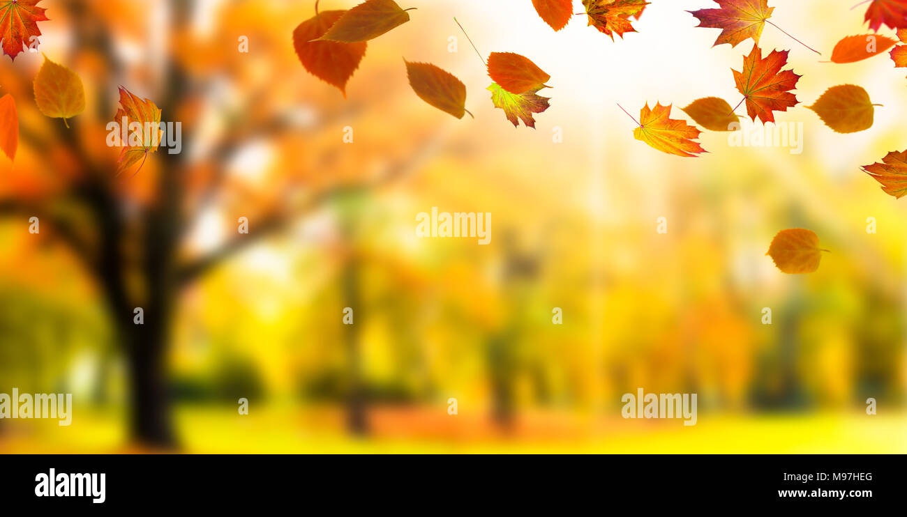 Blurred background leaf hi-res stock photography and images - Alamy