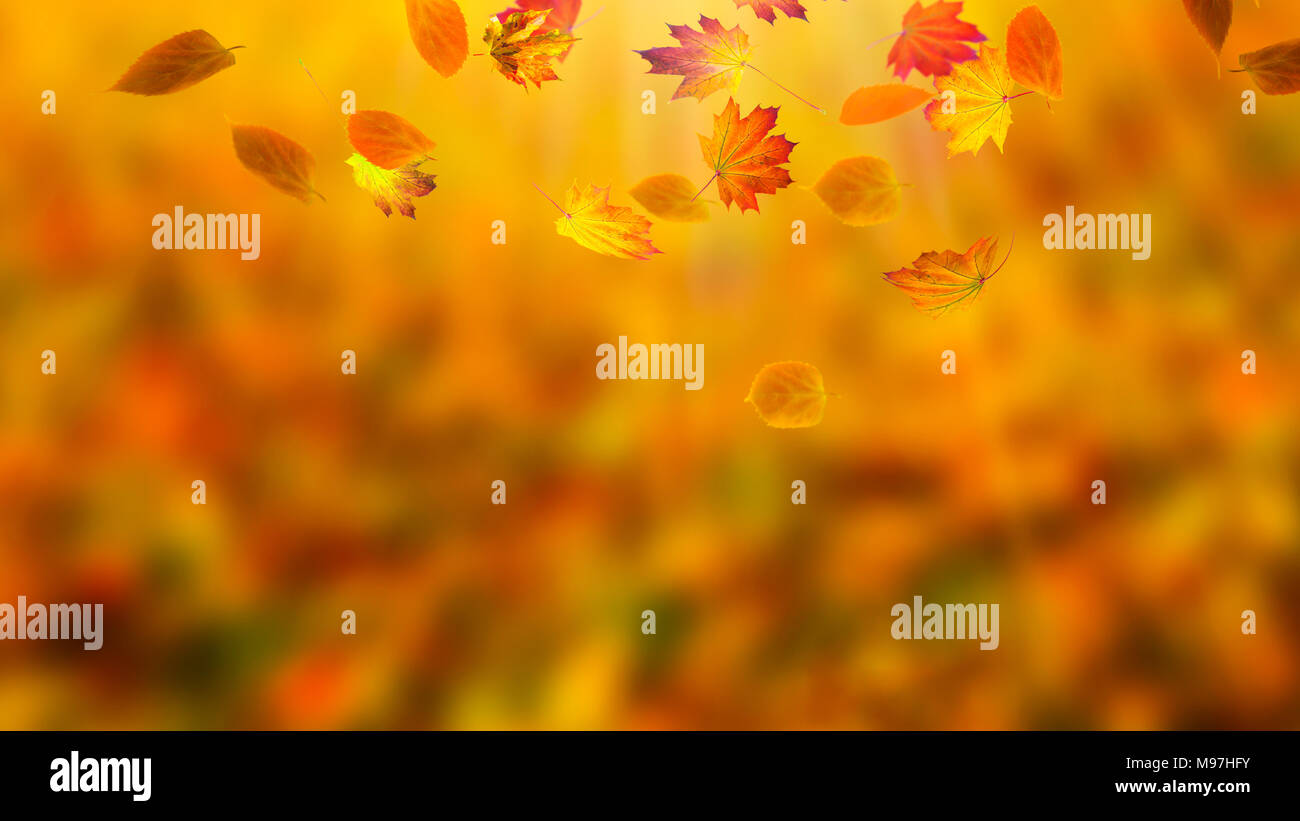 Leaf in the sun hi-res stock photography and images - Alamy