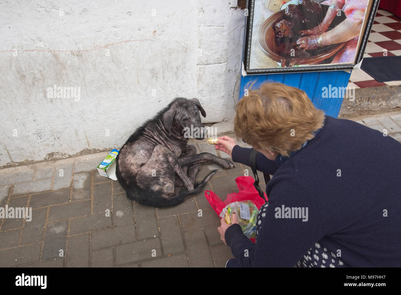 Dog in poor condition Stock Photo - Alamy