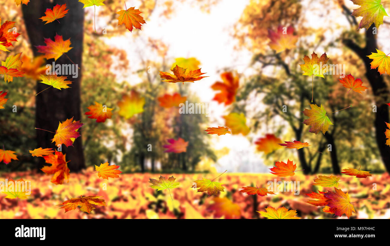 Windy trees forest hi-res stock photography and images - Alamy
