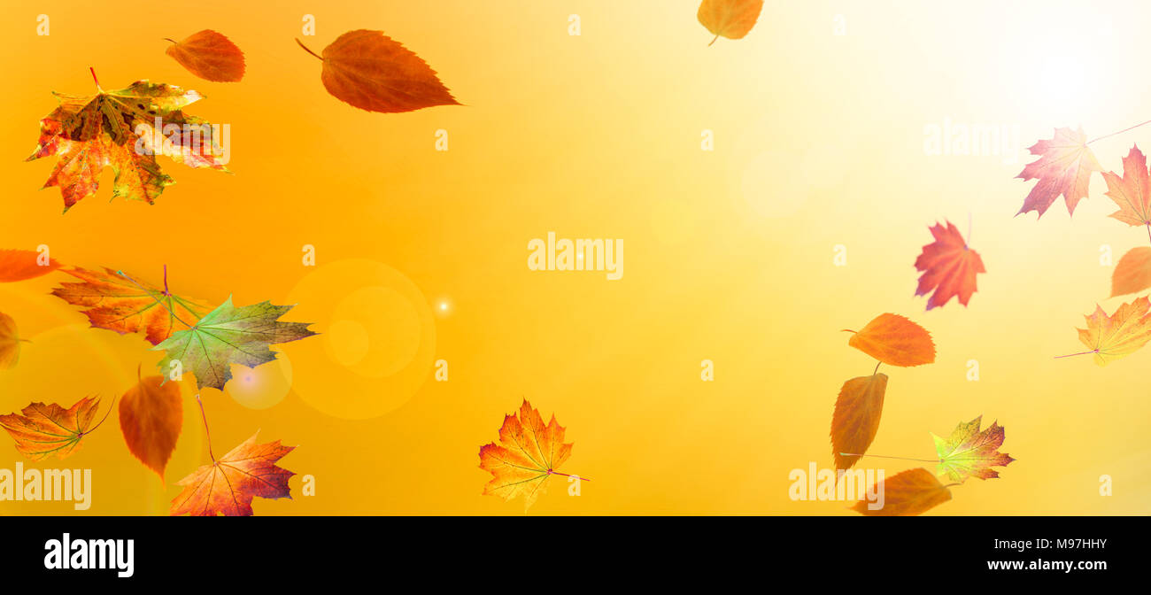 Fall leaves background hi-res stock photography and images - Alamy