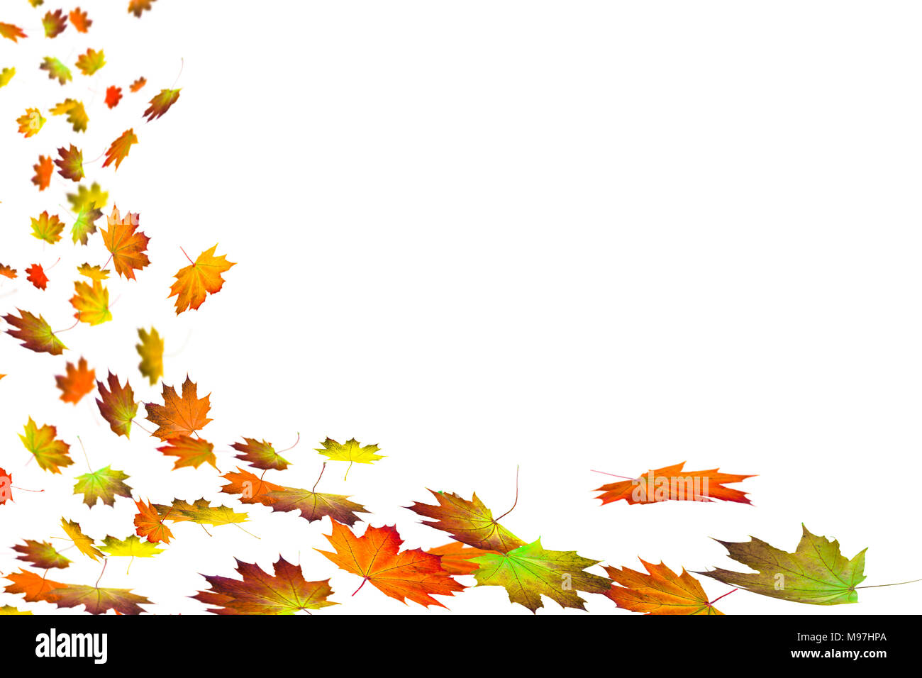 colorful fall leaves on white background Stock Photo - Alamy