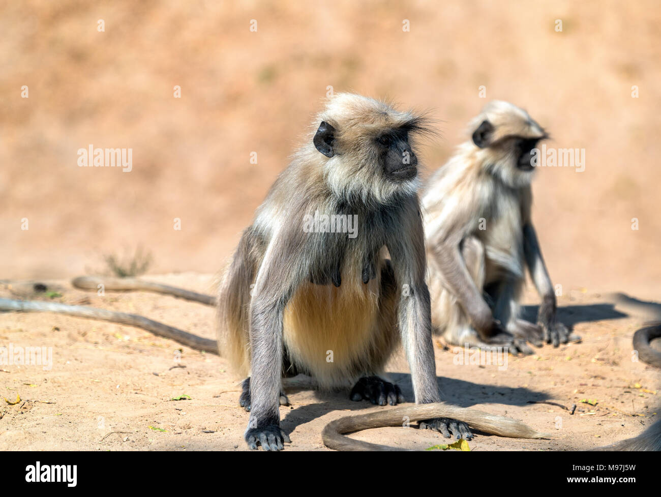 Gray langur monkeys at Sahasralinga Talav in Patan - Gujarat State of ...