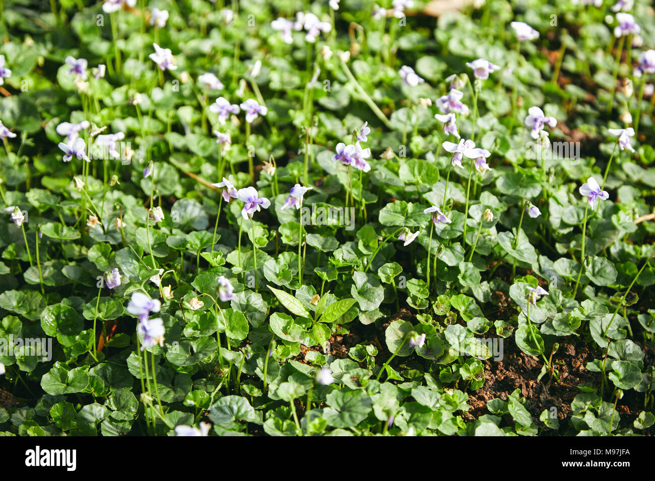 Viola hederacea flower Viola hederacea flower Stock Photo - Alamy