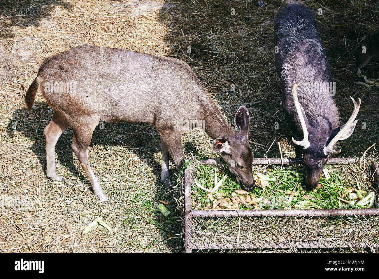 Wild young goat eating leaves and fruits in the zoo Stock Photo - Alamy