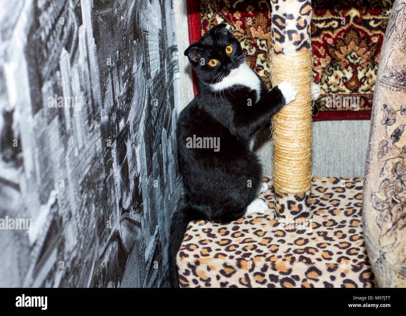Cat claws scratching hi-res stock photography and images - Alamy