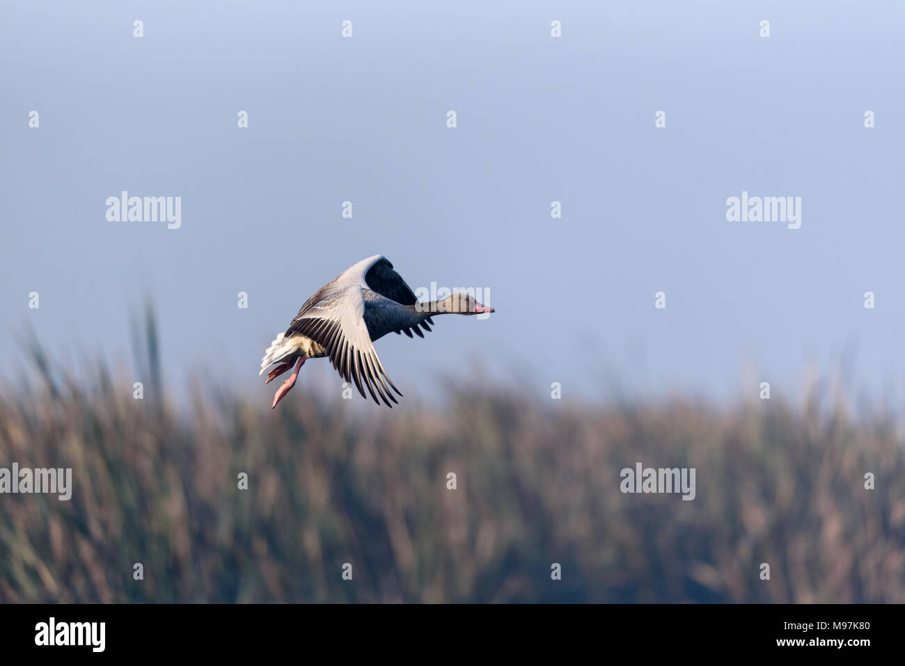 Tall ducks hi-res stock photography and images - Alamy