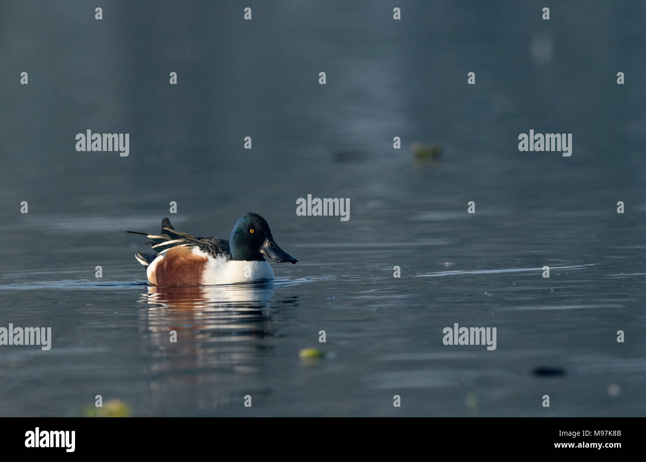 Tall ducks hi-res stock photography and images - Alamy
