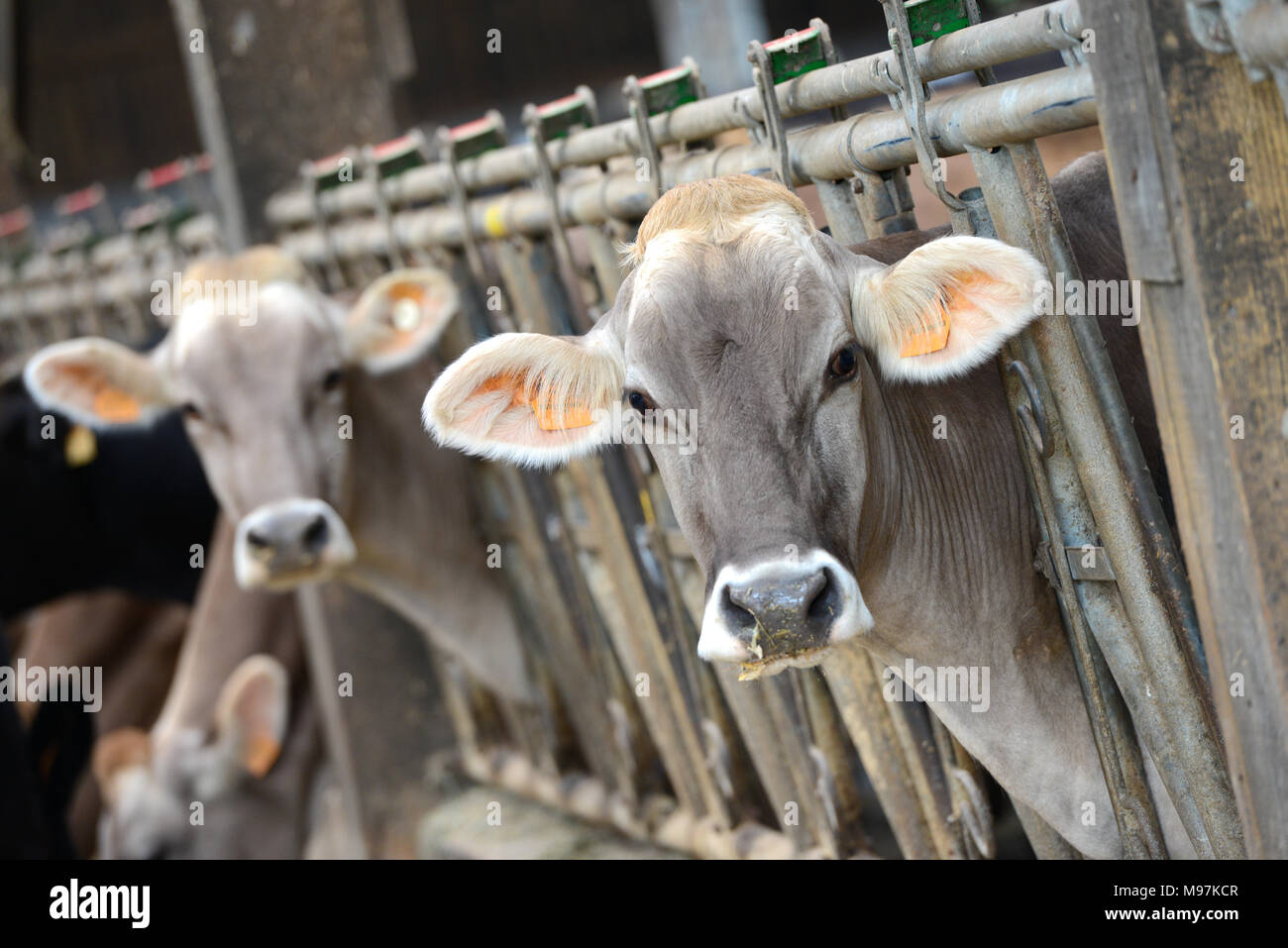 Head of a brown cow eating Stock Photo - Alamy