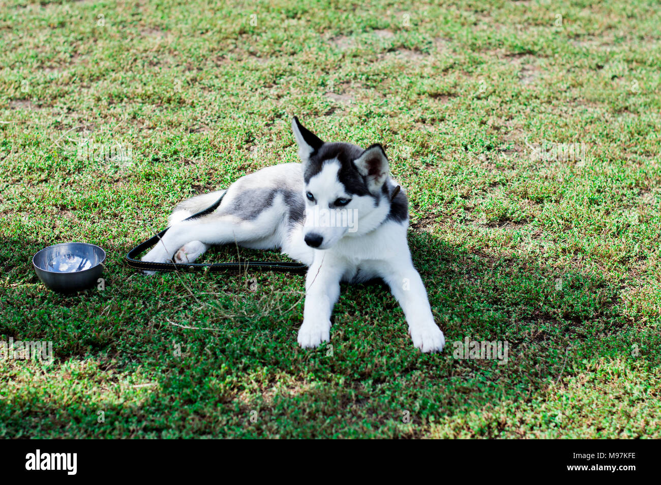 Grey husky hi-res stock photography and images - Alamy