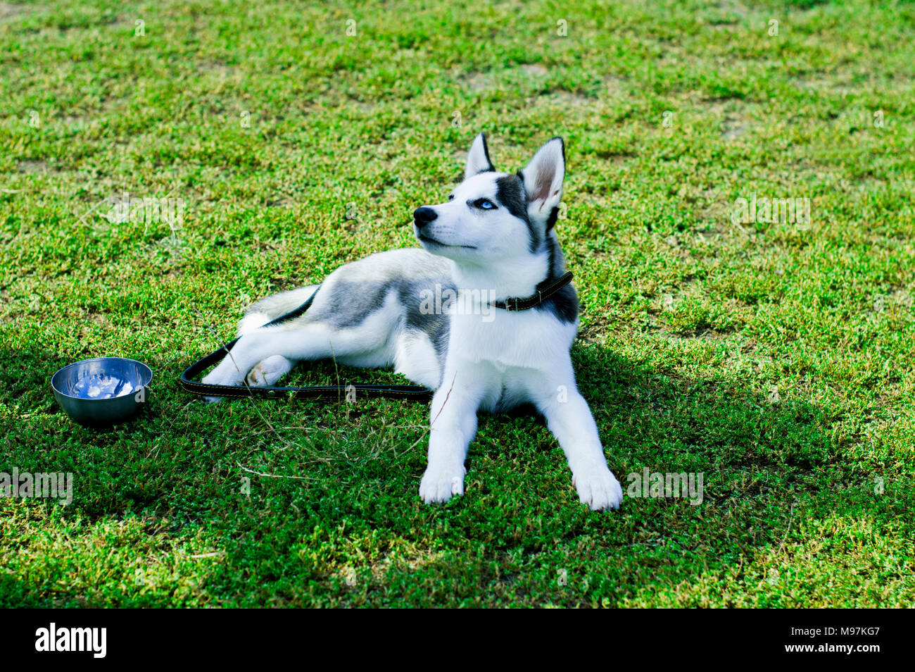Beautiful dog resting on nature hi-res stock photography and images - Alamy