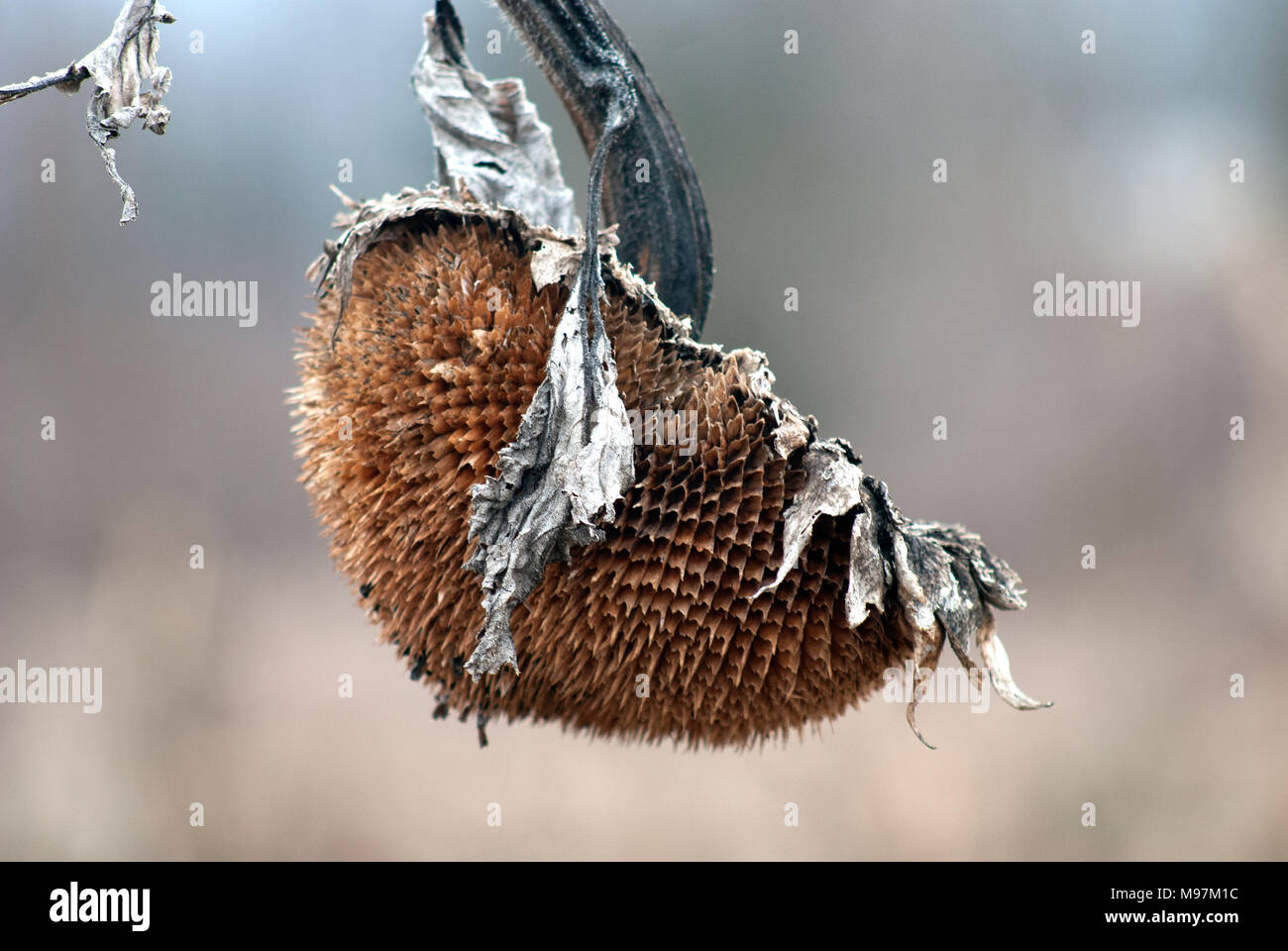 Dead frozen sunflower hi-res stock photography and images - Alamy