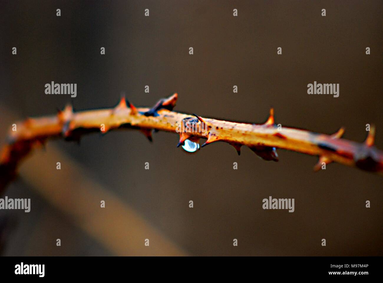Torn thorn hi-res stock photography and images - Alamy
