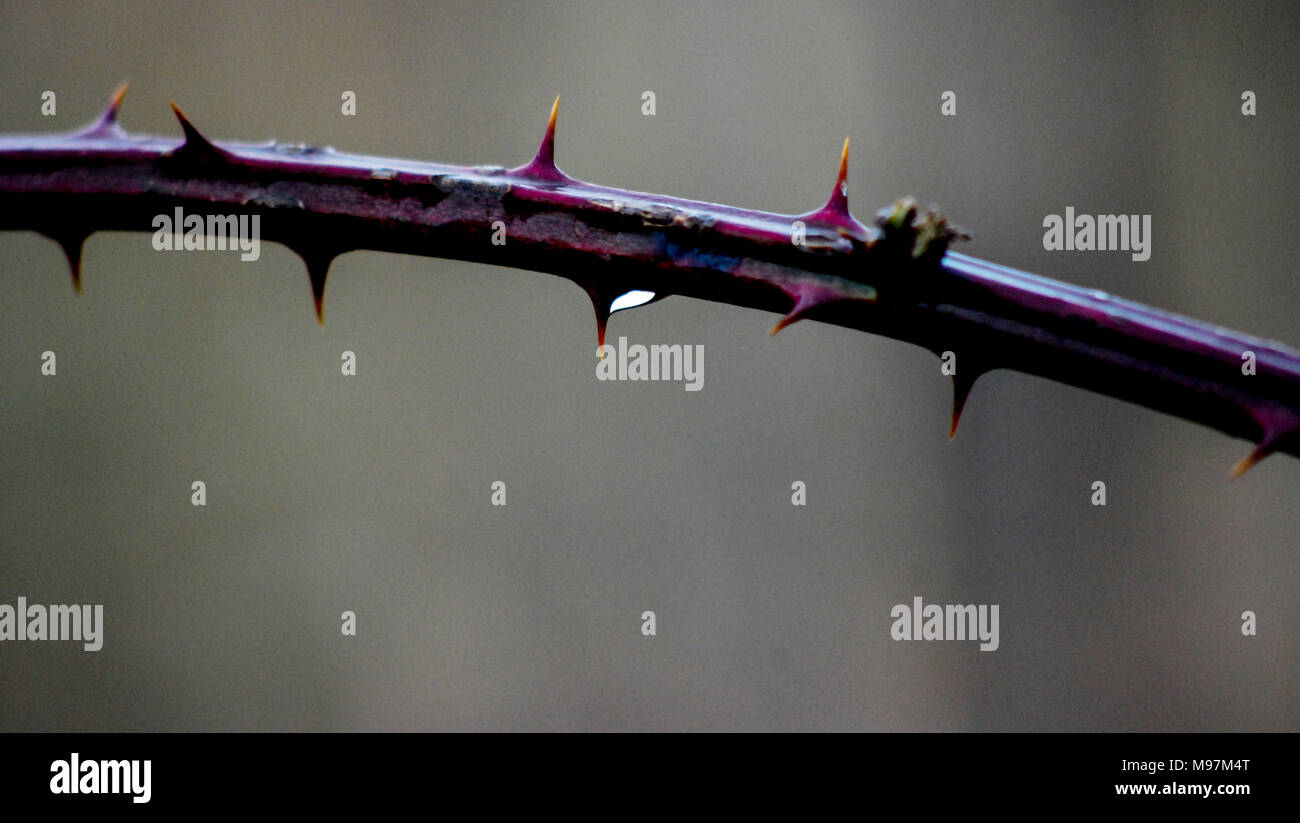 Torn thorn hi-res stock photography and images - Alamy