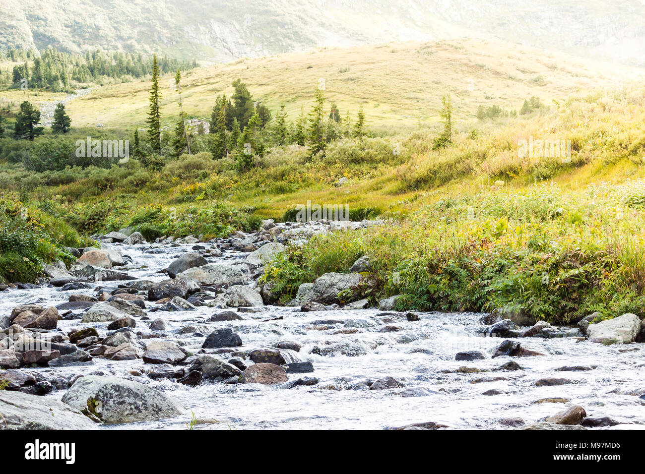Fast mountain river in rapid flow in the green forest Stock Photo - Alamy