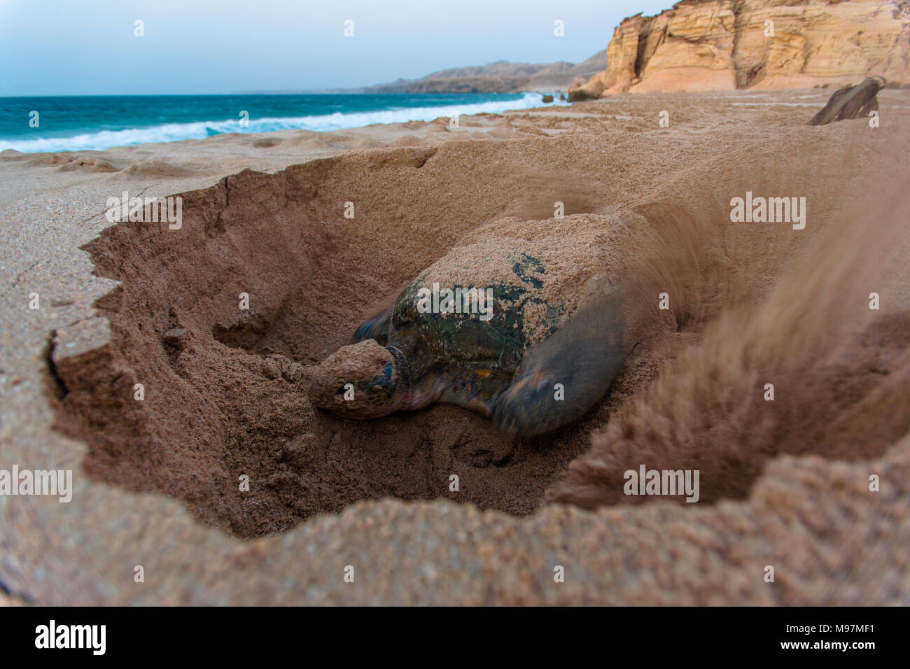 Turtle Watching Oman