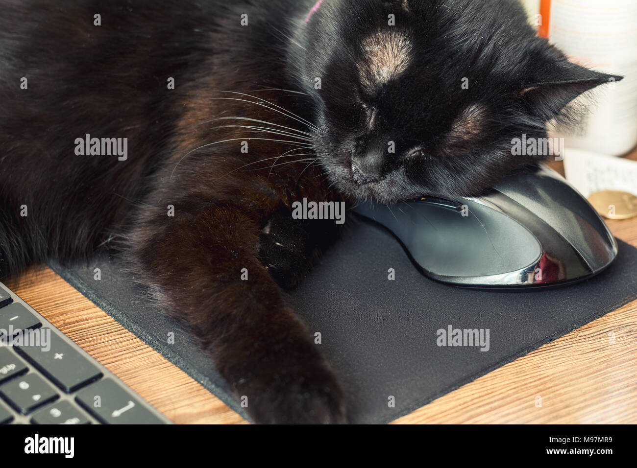 Black cat sleeping on the computer mat with a computer mouse under her ...