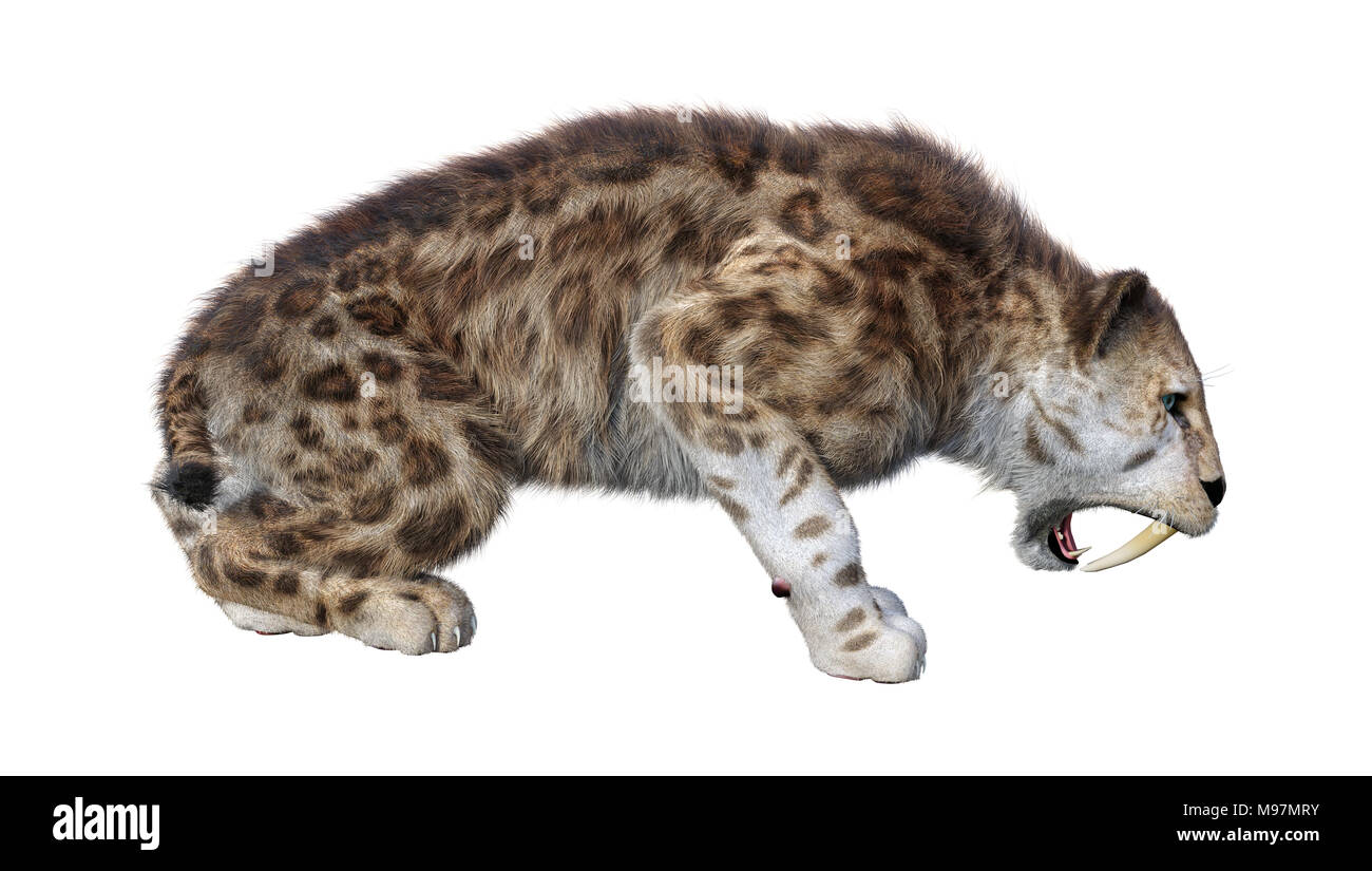 3D rendering of a sabertooth tiger isolated on white background Stock Photo - Alamy