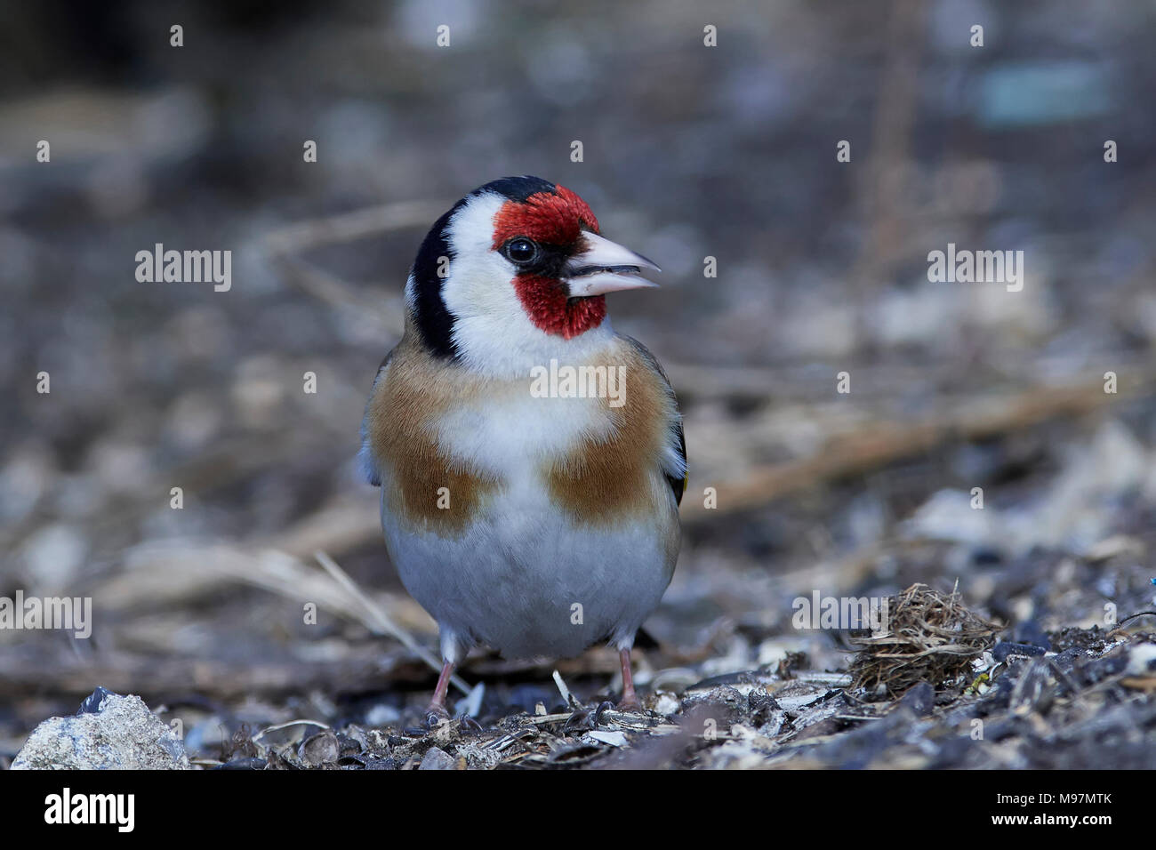 Goldfinch in habitat hi-res stock photography and images - Alamy