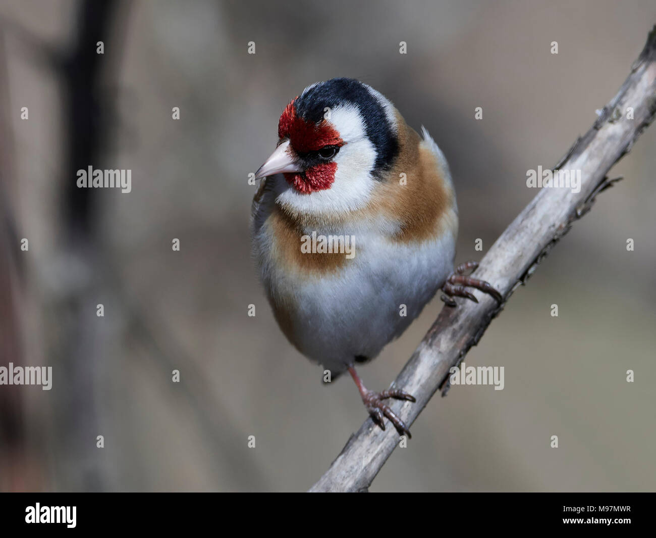 Goldfinch in habitat hi-res stock photography and images - Alamy