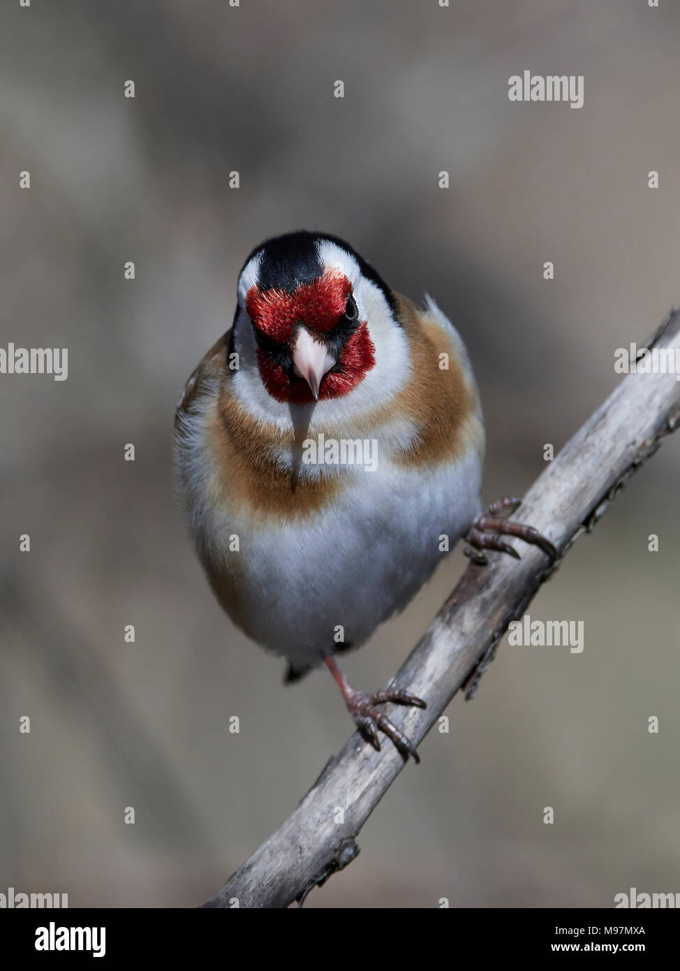 Goldfinch in habitat hi-res stock photography and images - Alamy