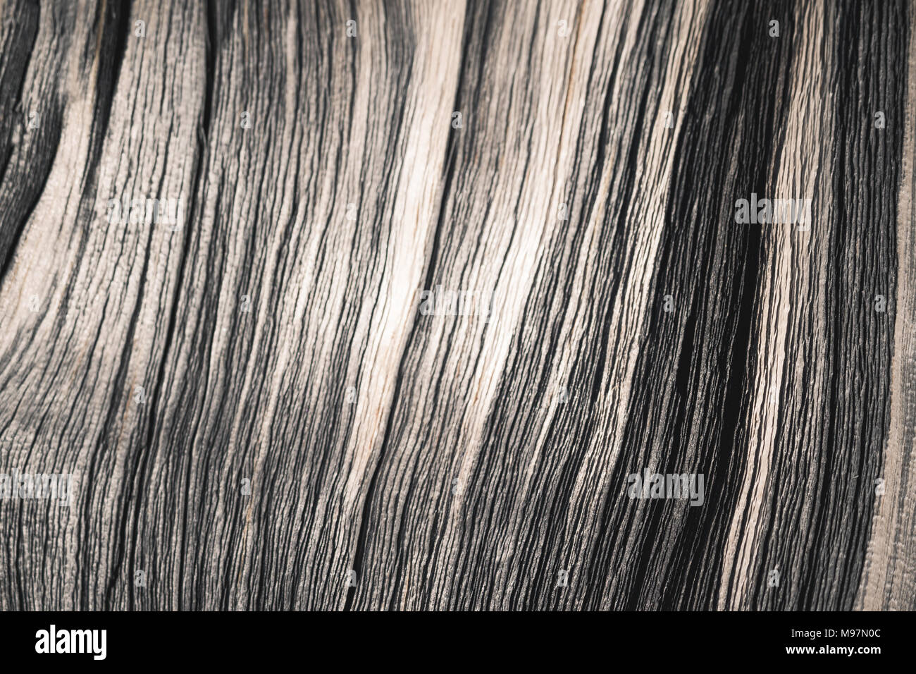 The inner surface of the tree with fibers as a background. An old cedar ...