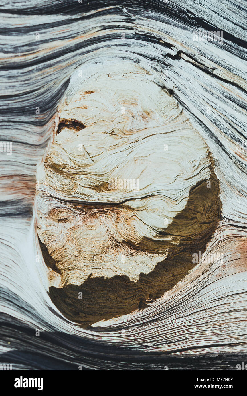 The inner surface of the tree with fibers as a background. An old cedar ...