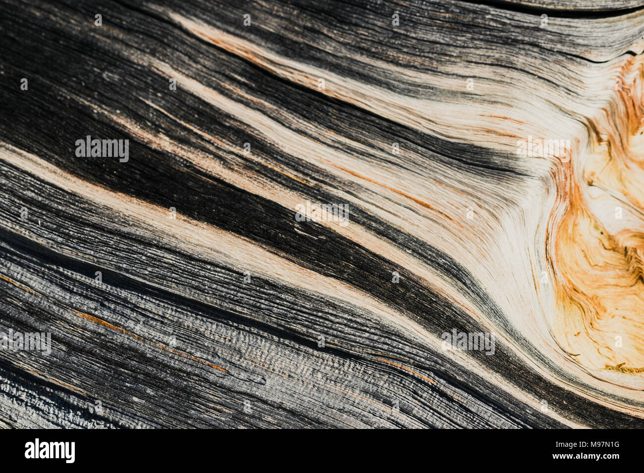 The inner surface of the tree with fibers as a background. An old cedar ...