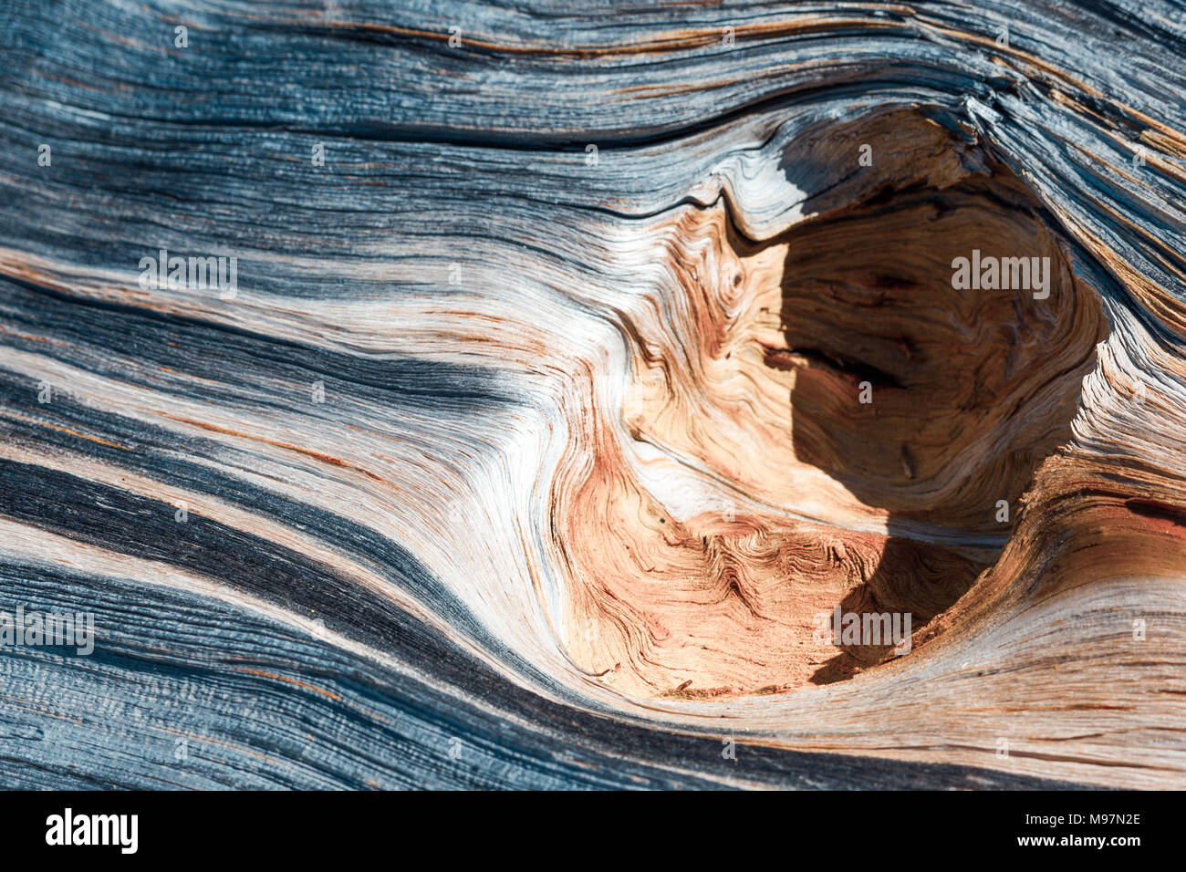 The inner surface of the tree with fibers as a background. An old cedar ...