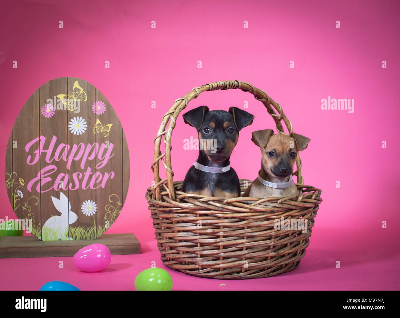 Cute Easter Puppies