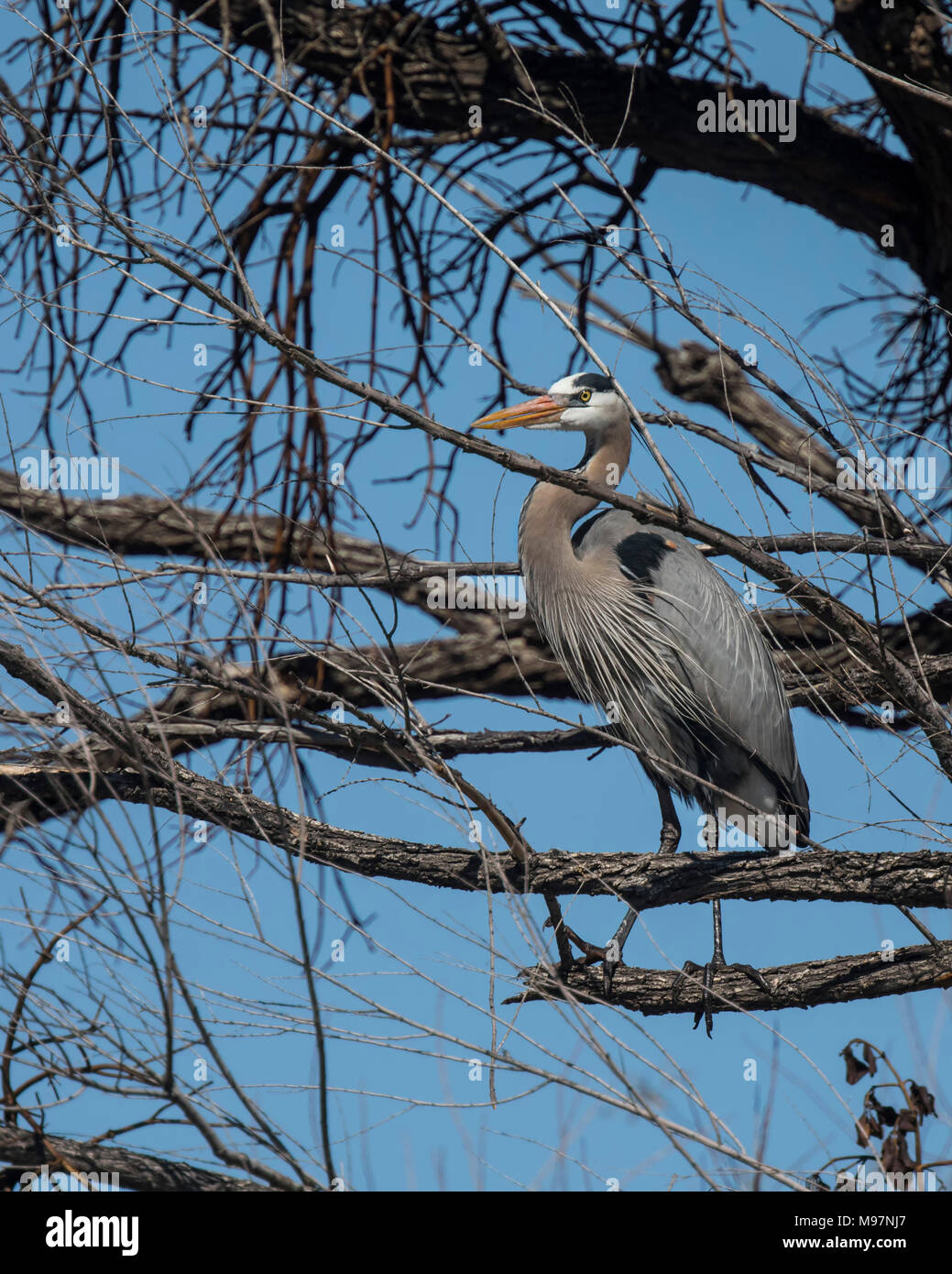 Great limber hi-res stock photography and images - Alamy