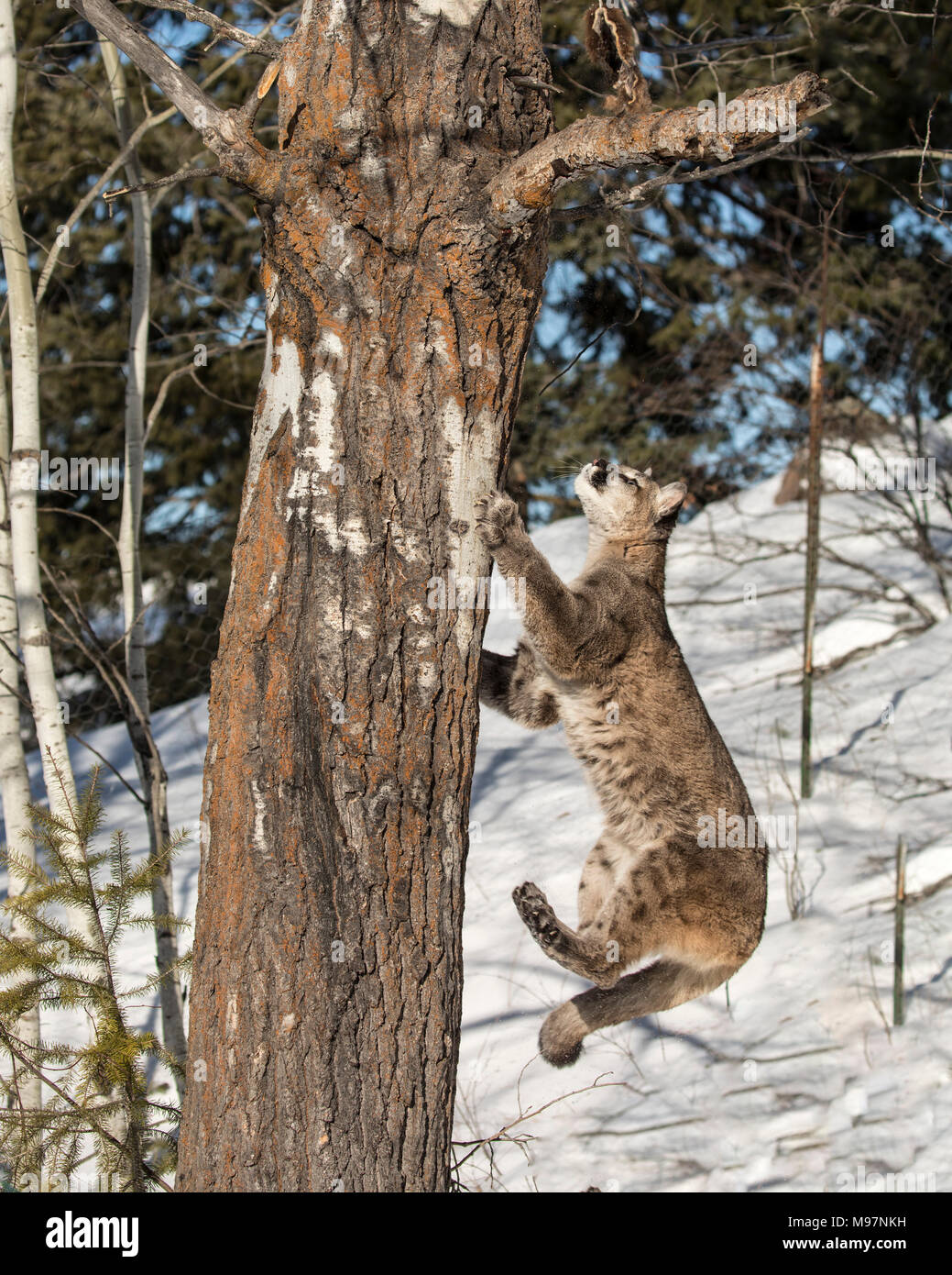 Female mountain lion with cub hi-res stock photography and images - Alamy