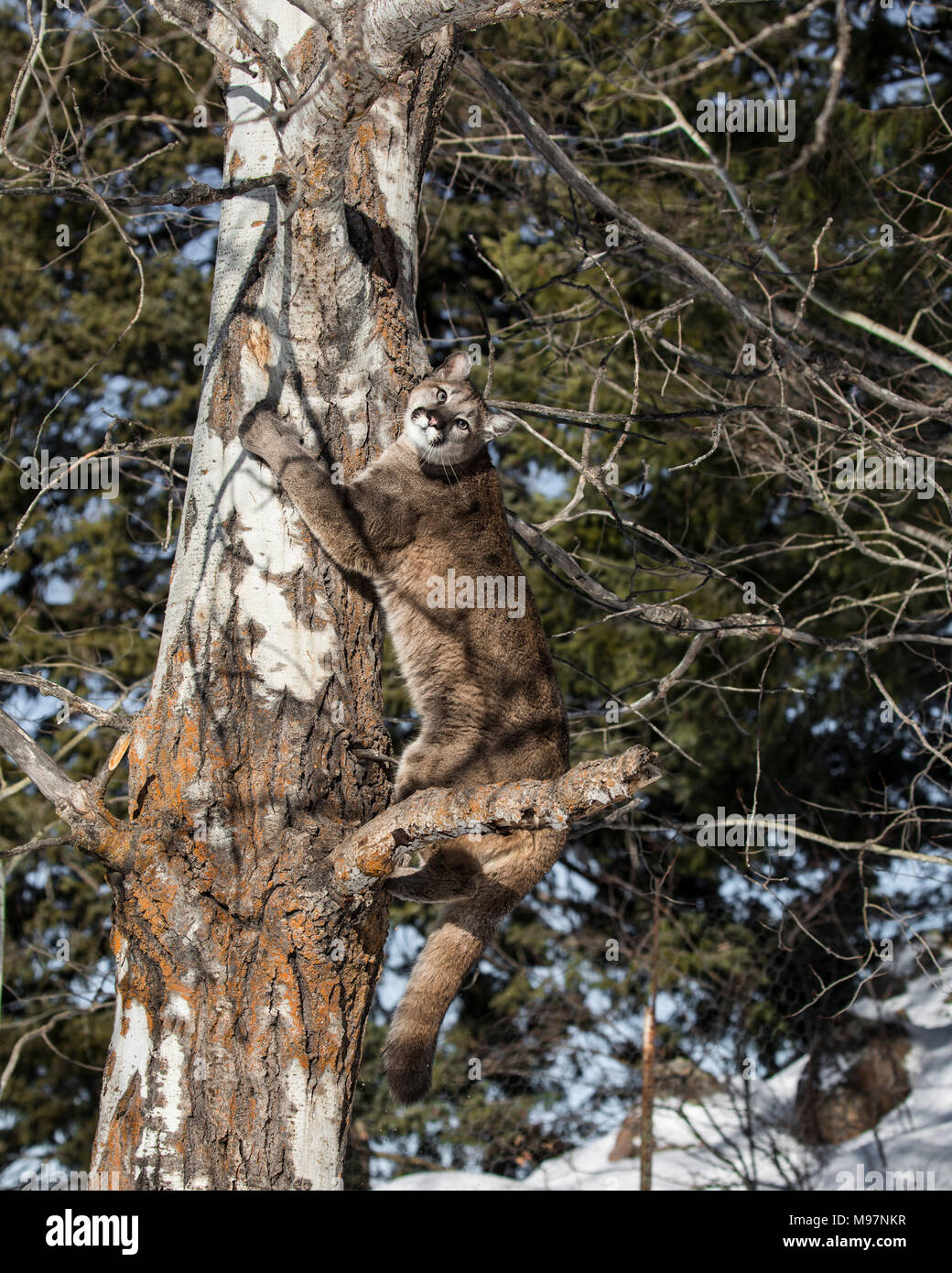 Mountain Lion Cub in the snow on the rocks Stock Photo - Alamy