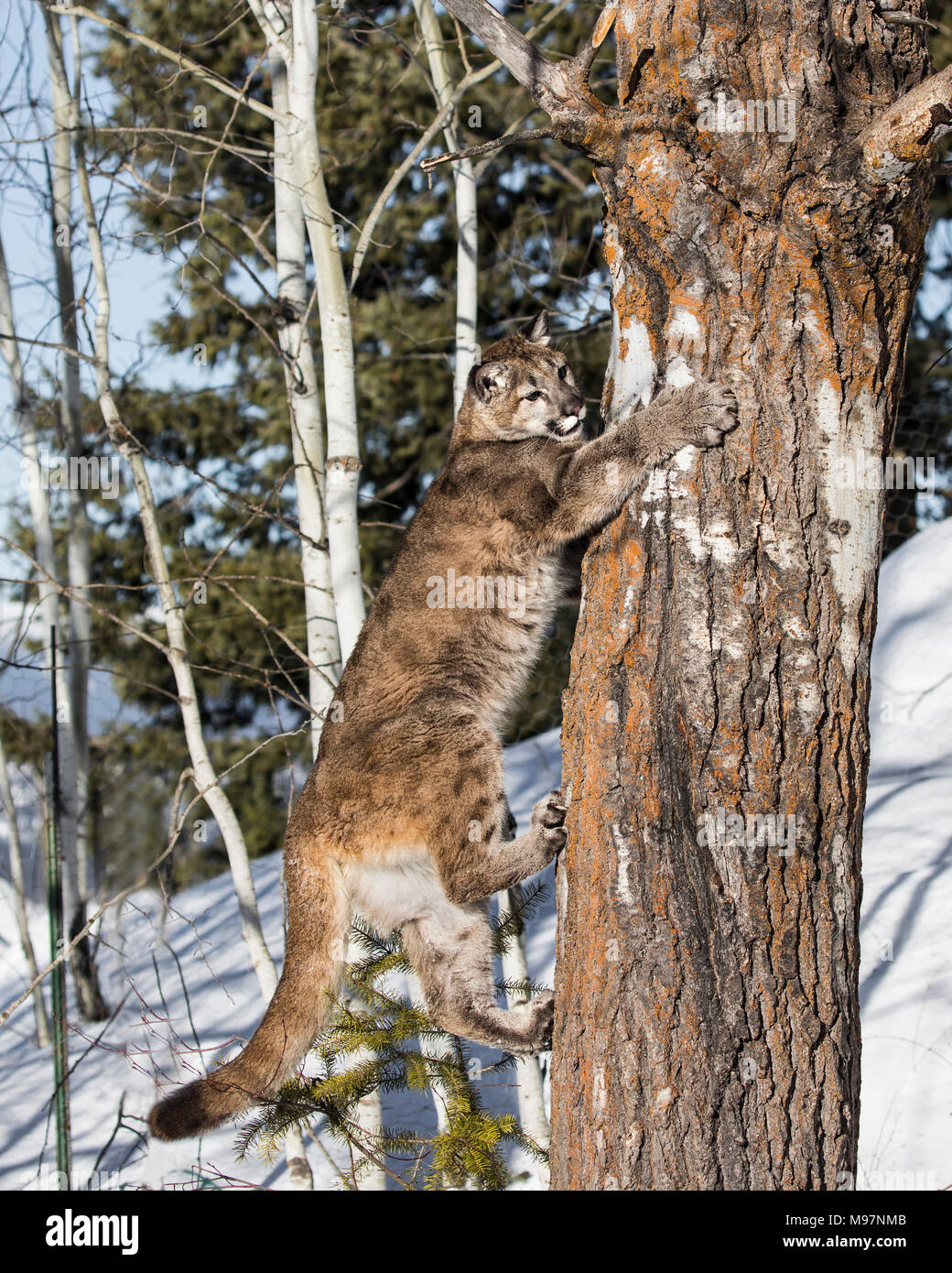 Mountain Lion Cub in the snow on the rocks Stock Photo - Alamy