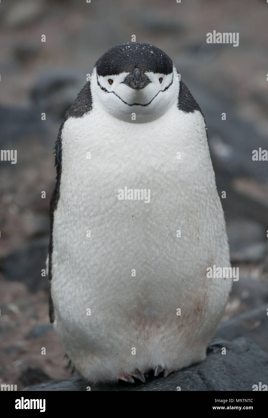 Chinstrap penguin pygoscelis antarcticus hi-res stock photography and ...