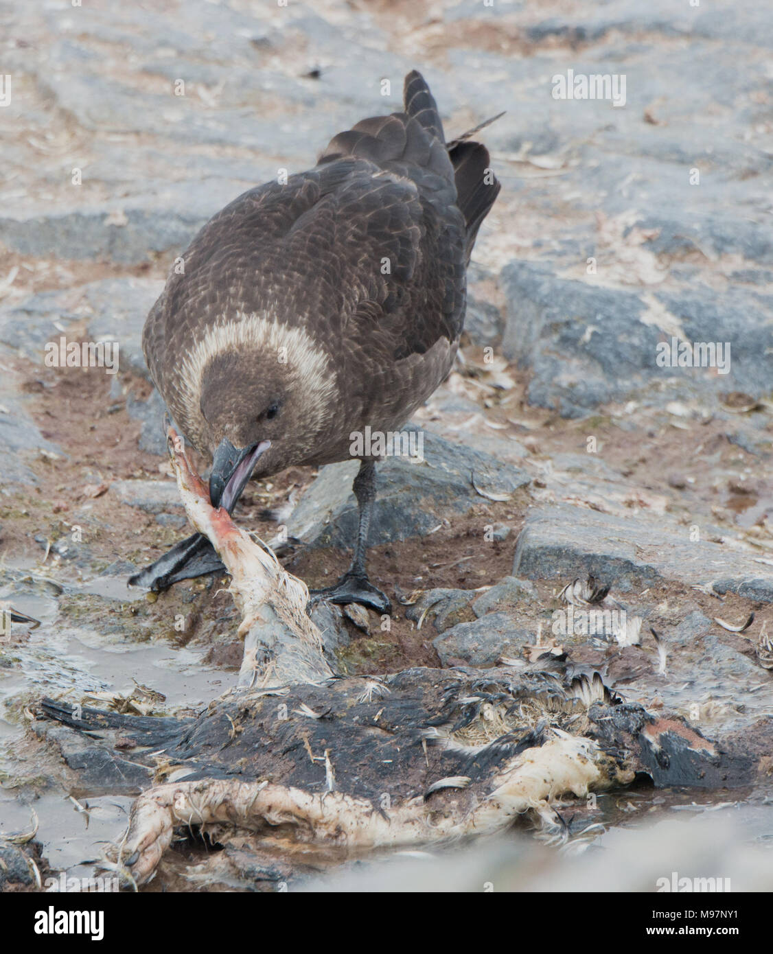Southern skua hi-res stock photography and images - Alamy