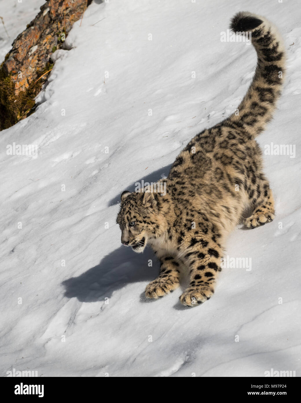 Savage leopard hi-res stock photography and images - Alamy