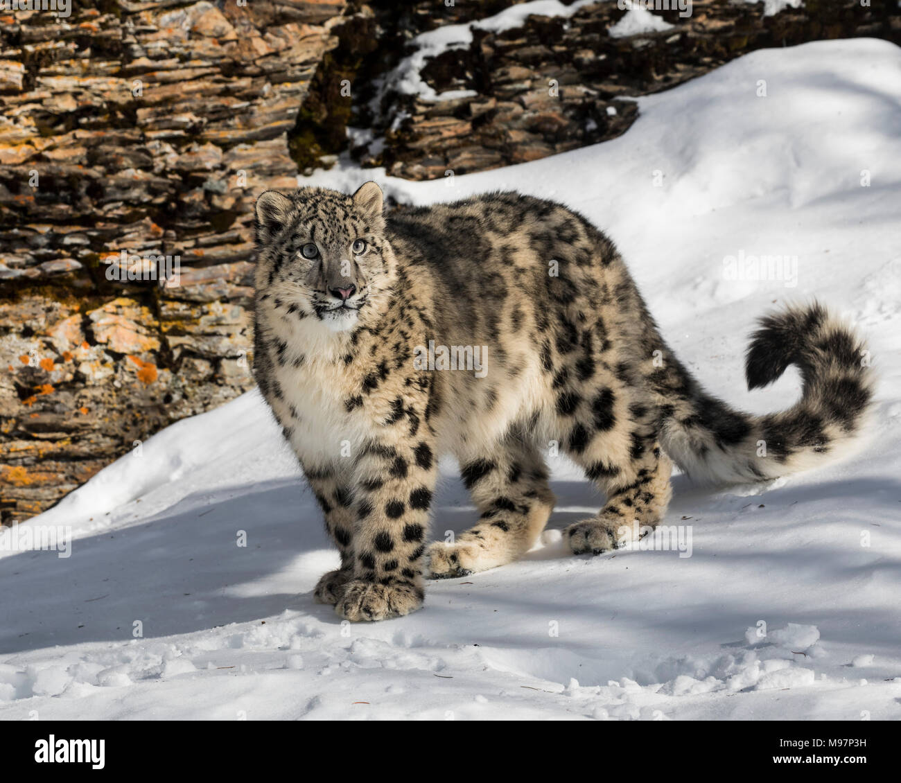 Female snow leopard cub hi-res stock photography and images - Alamy