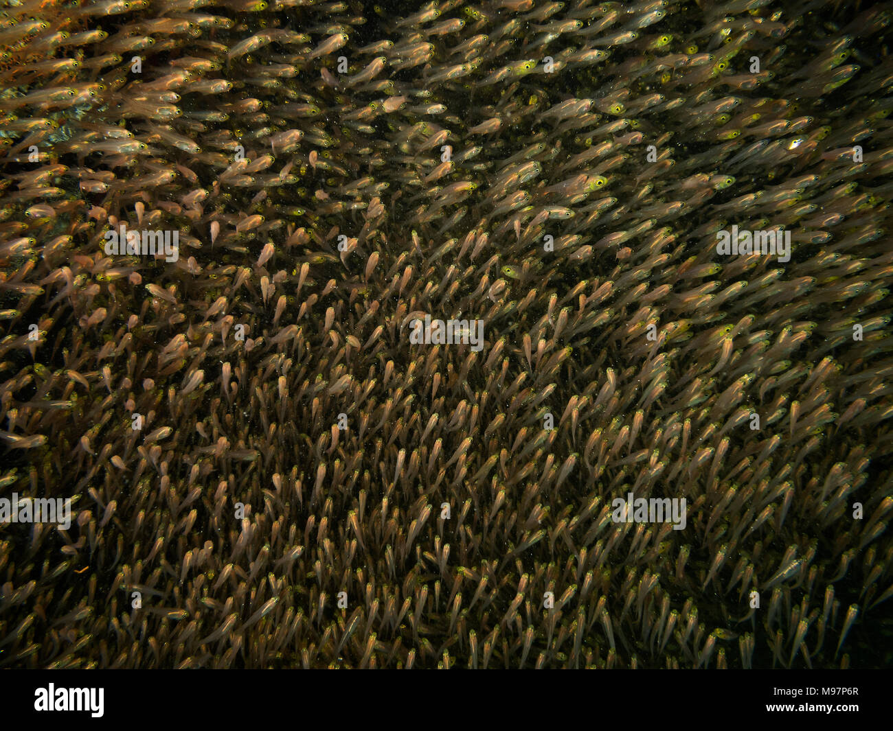 School of Golden Sweepers, Parapriacanthus ransonneti, Bathala ...