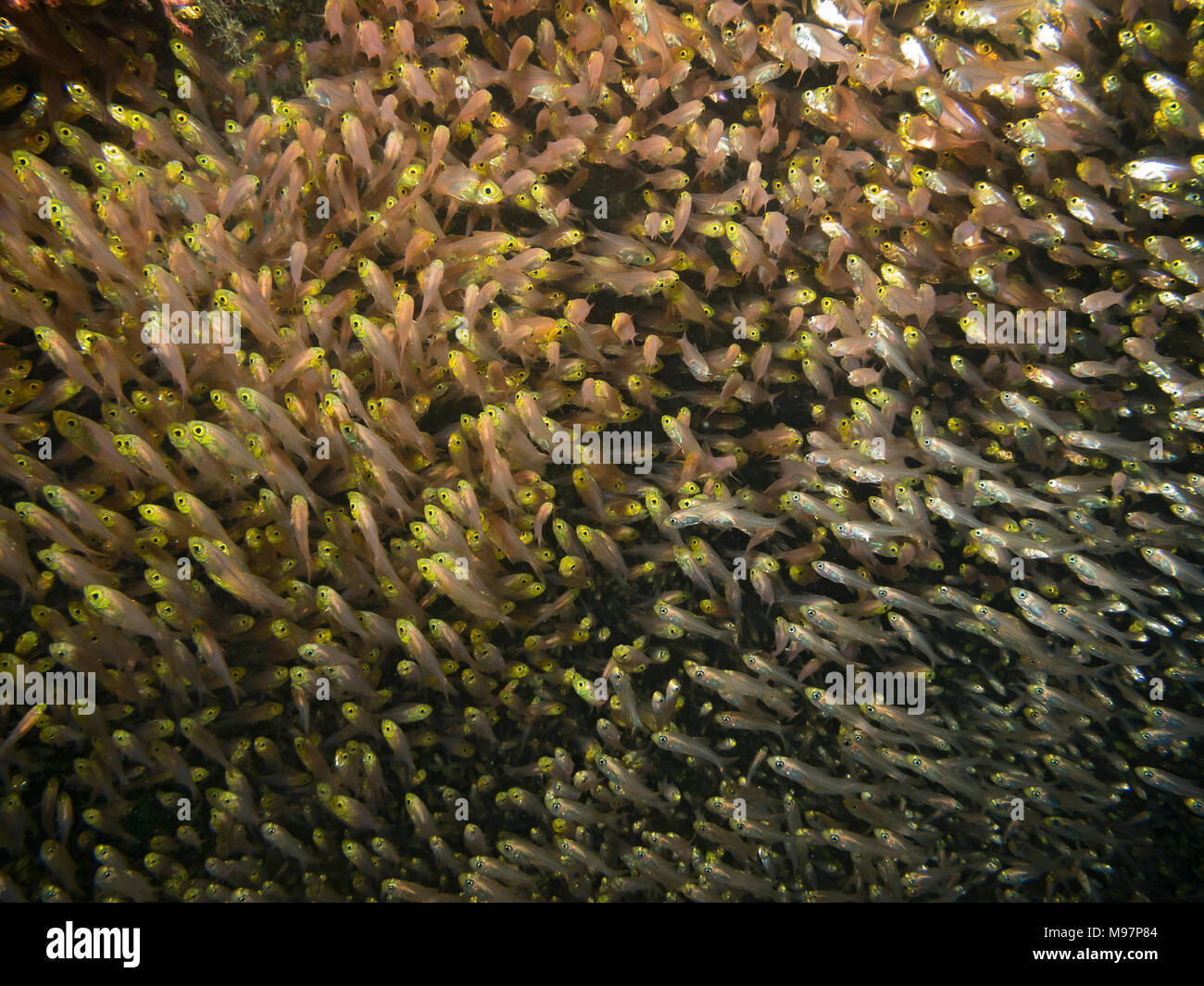 School of Golden Sweepers, Parapriacanthus ransonneti, Bathala ...