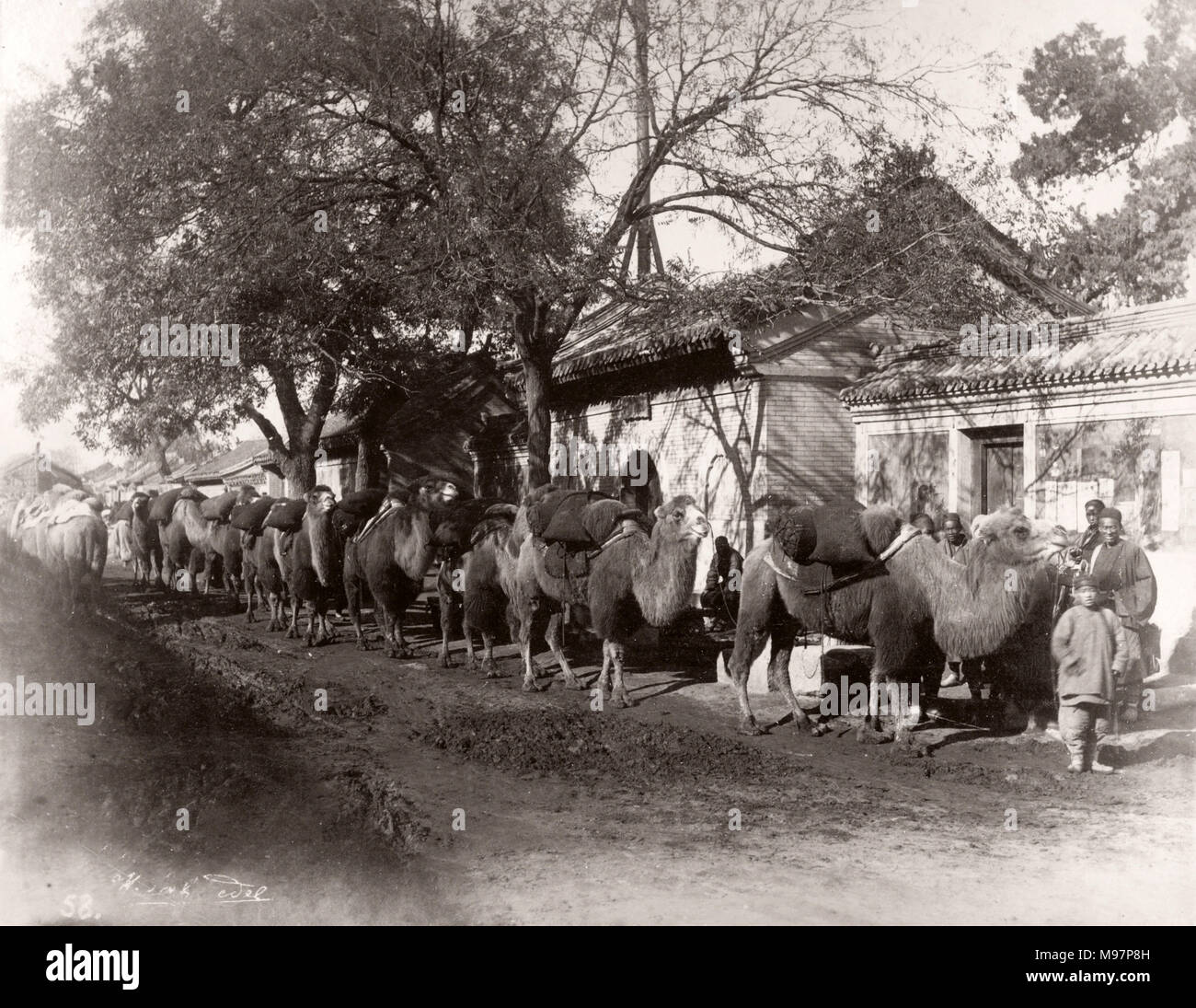 Vintage 19th century photograph China c.1880s - camel train in the ...